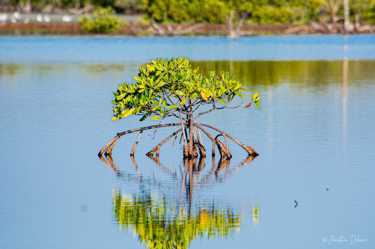 Plan de Manejo para la Eliminación del Uso de Hidroclorofluorocarbonos ...